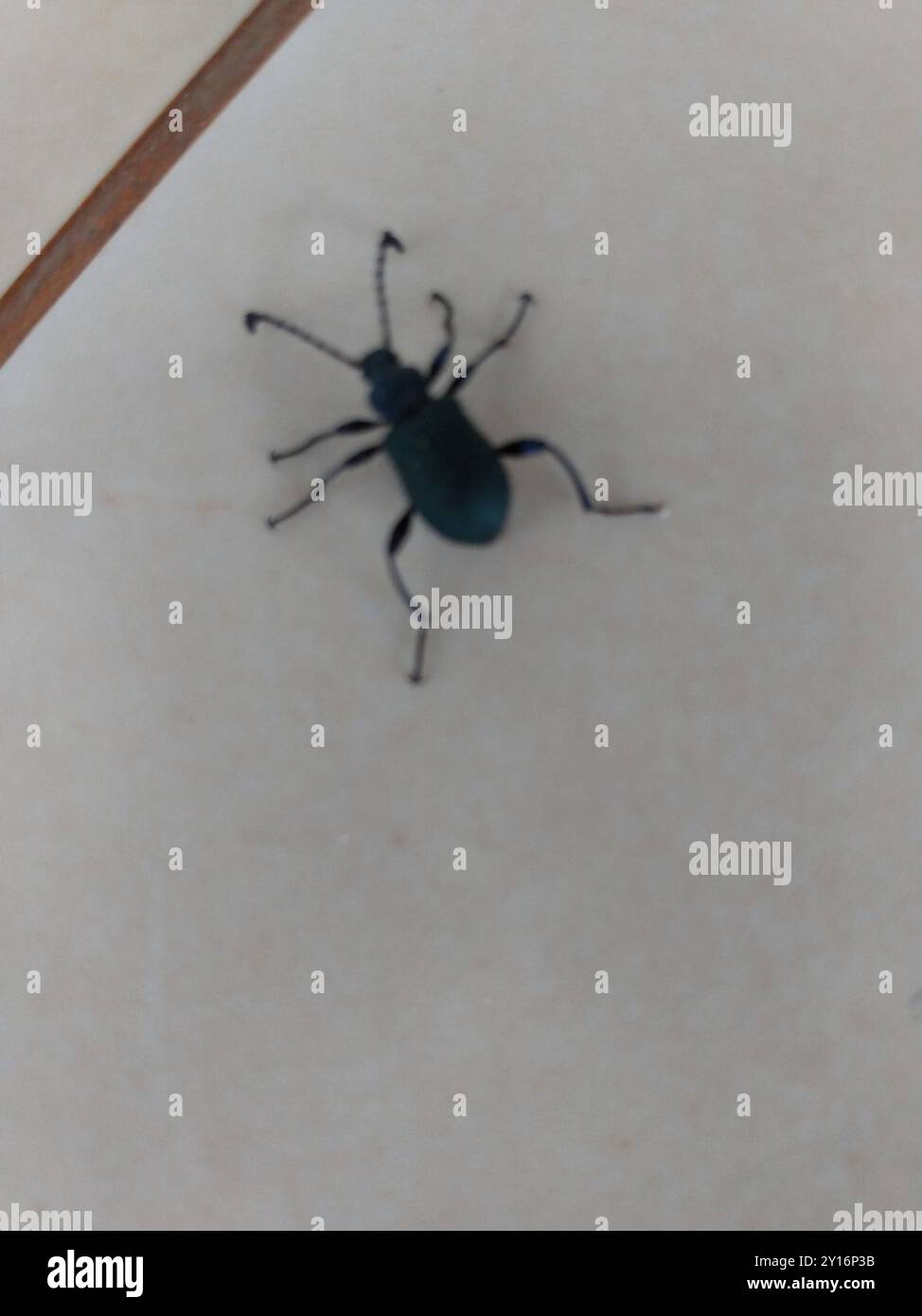 Prostenus hi-res stock photography and images - Alamy