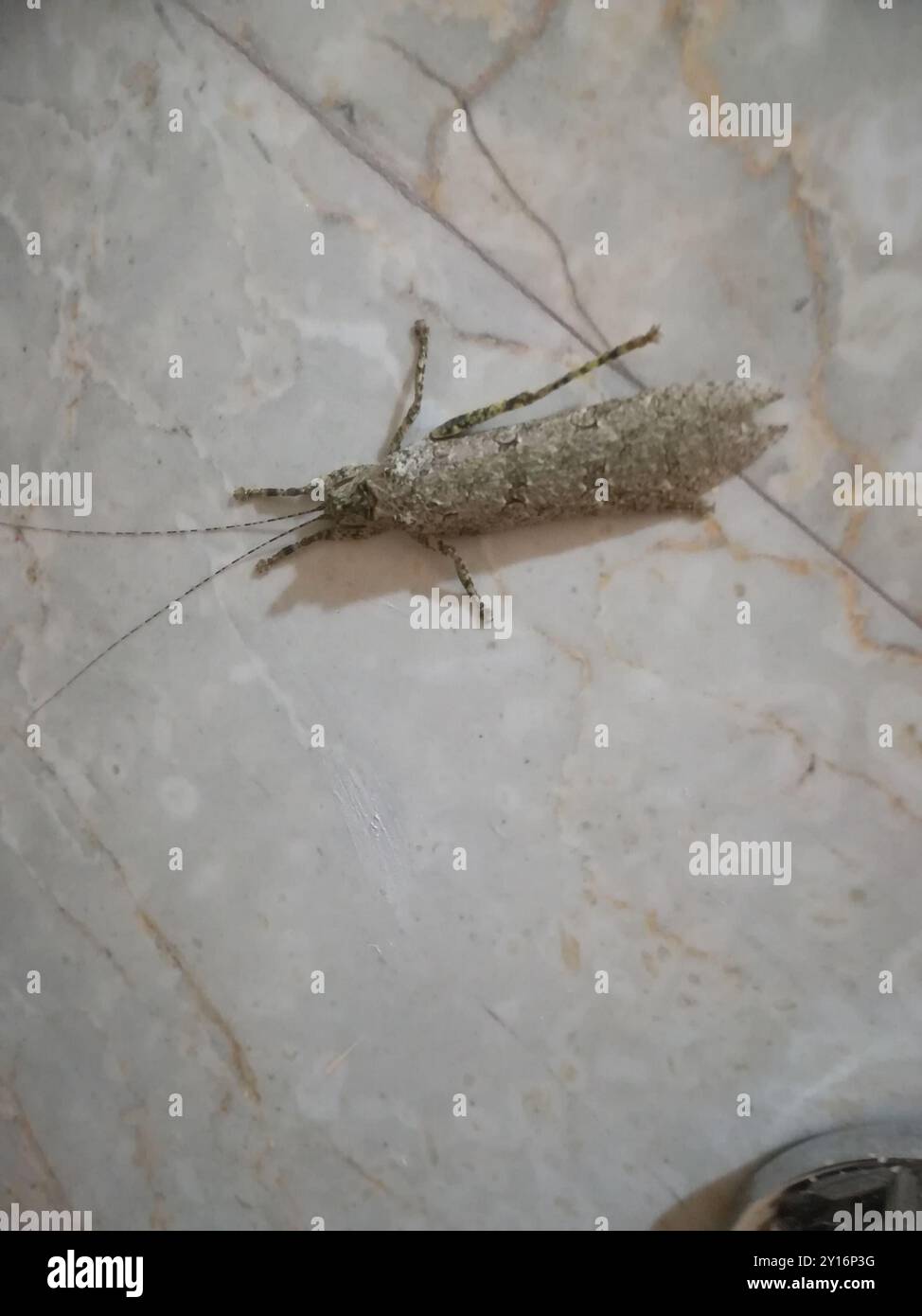 Sathrophyllia rugosa hi-res stock photography and images - Alamy