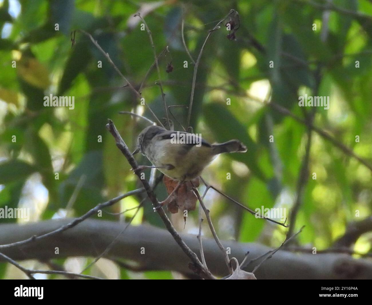 Buff-rumped Thornbill (Acanthiza reguloides) Aves Stock Photo - Alamy