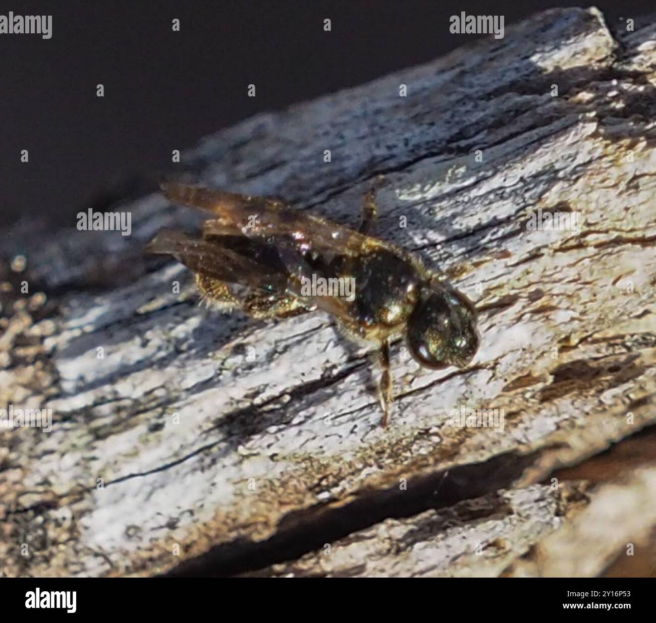 Metallic Sweat Bees (Dialictus) Insecta Stock Photo - Alamy