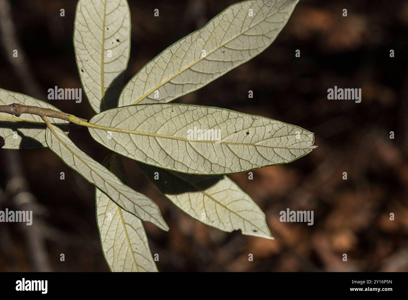 silverleaf oak (Quercus hypoleucoides) Plantae Stock Photo - Alamy