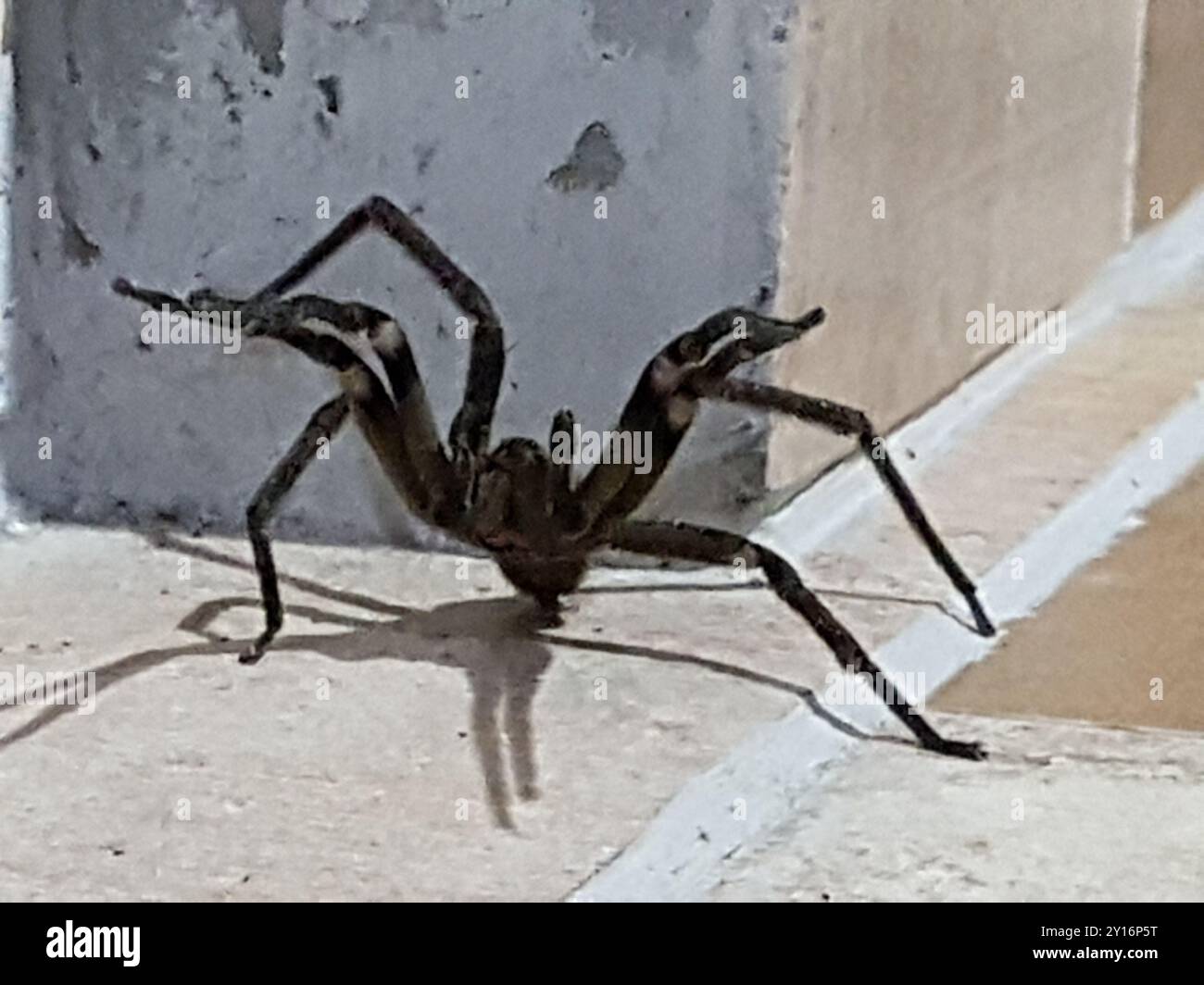 Brazilian Wandering Spiders (Phoneutria) Arachnida Stock Photo - Alamy