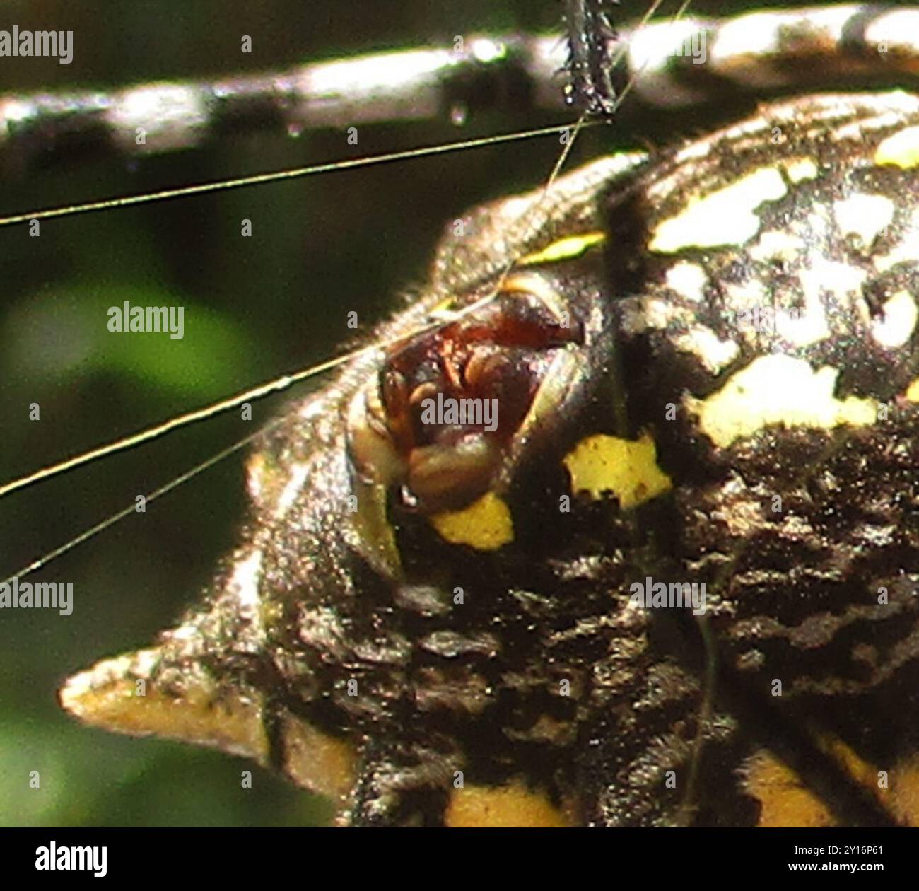 Common Garden Orbweb Spider (Argiope australis) Arachnida Stock Photo ...