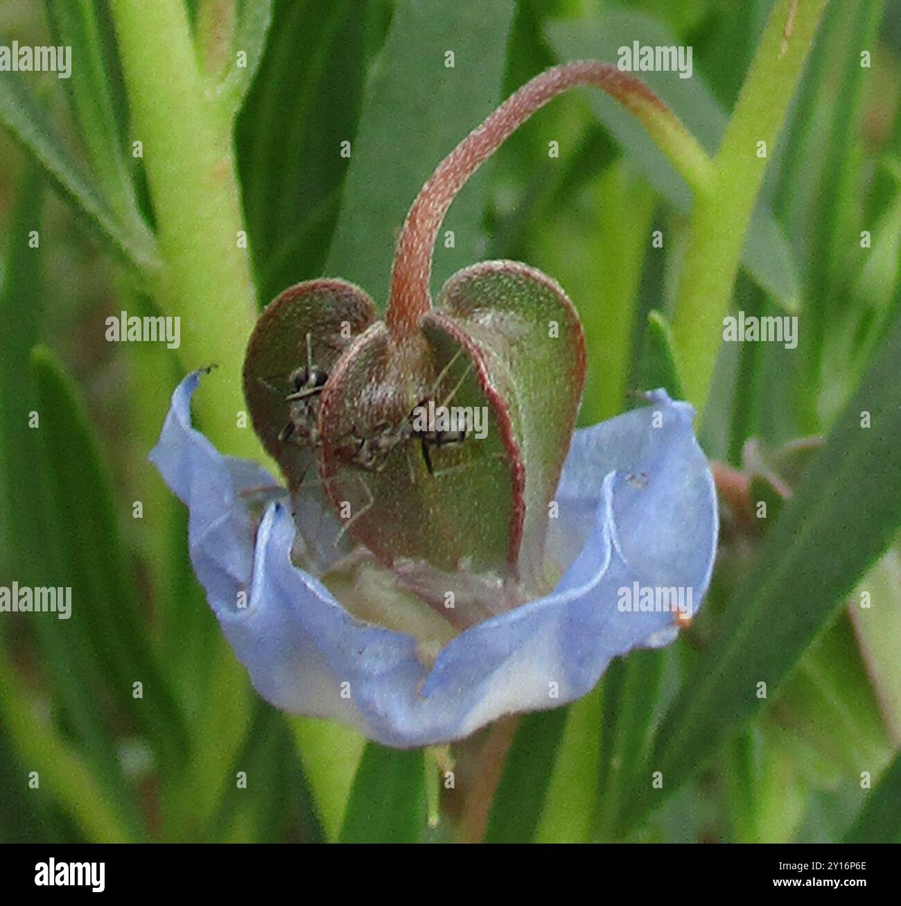 (Trichodesma angustifolium) Plantae Stock Photo - Alamy