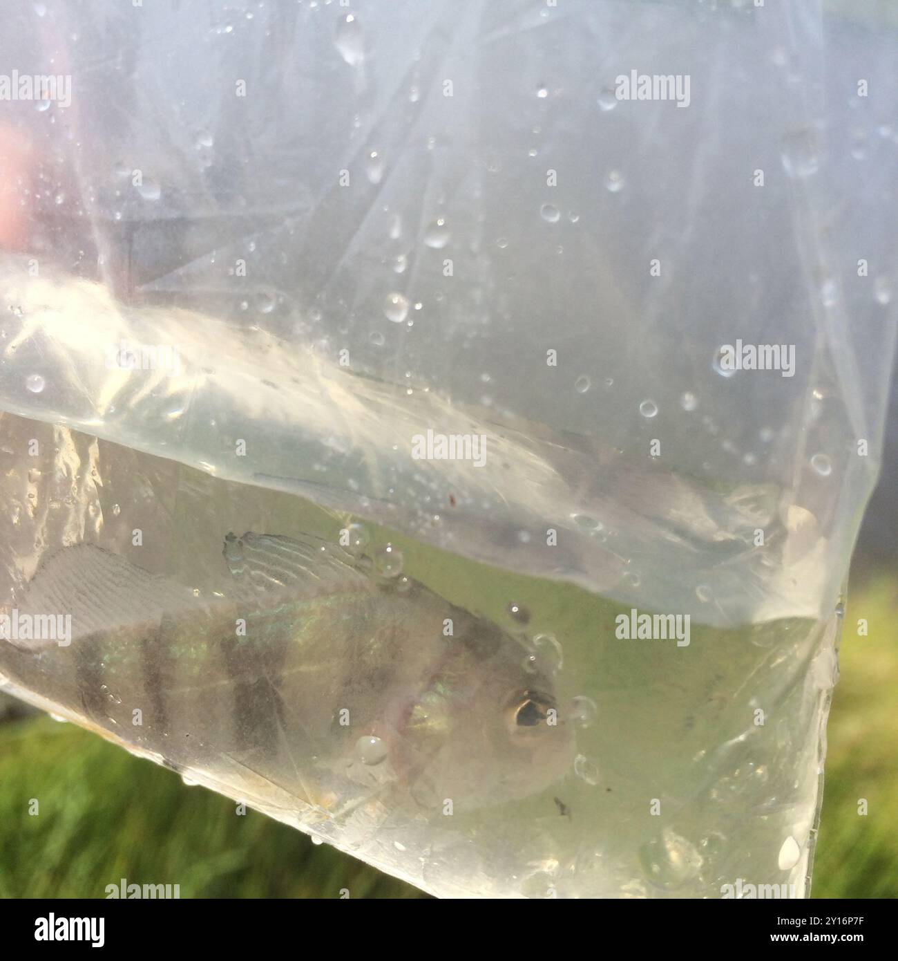 Black Drum (Pogonias cromis) Actinopterygii Stock Photo - Alamy