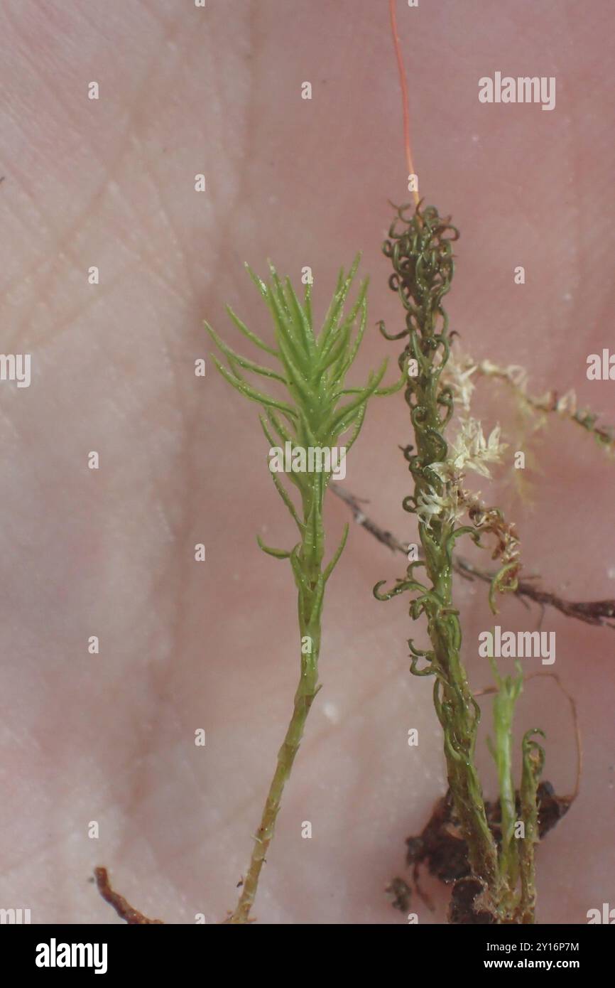 lesser smoothcap (Atrichum angustatum) Plantae Stock Photo - Alamy