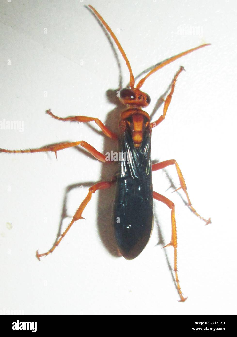 Spider Wasps (Pompilidae) Insecta Stock Photo - Alamy