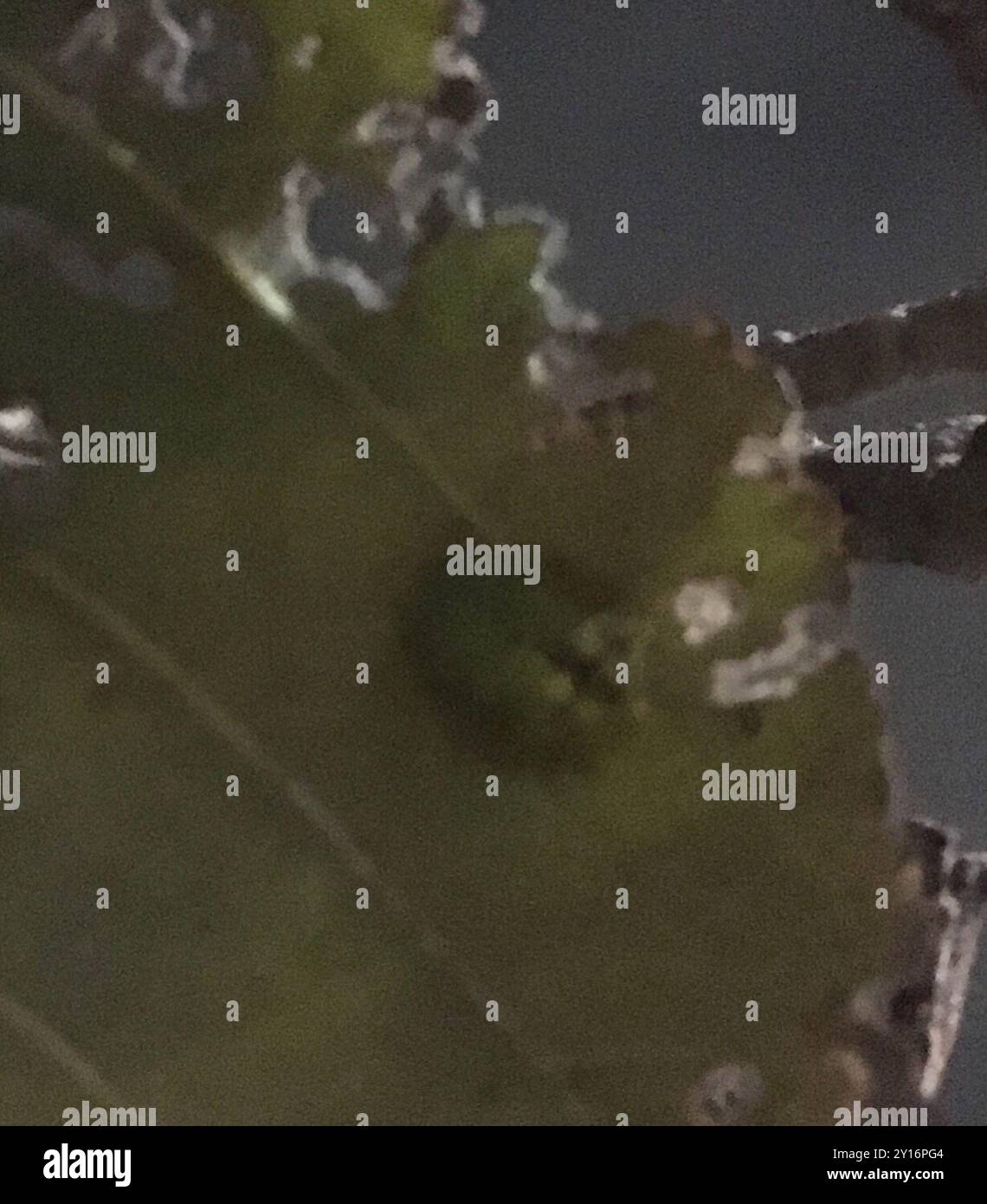 Geiger Tortoise Beetle (Eurypepla calochroma floridensis) Insecta Stock ...