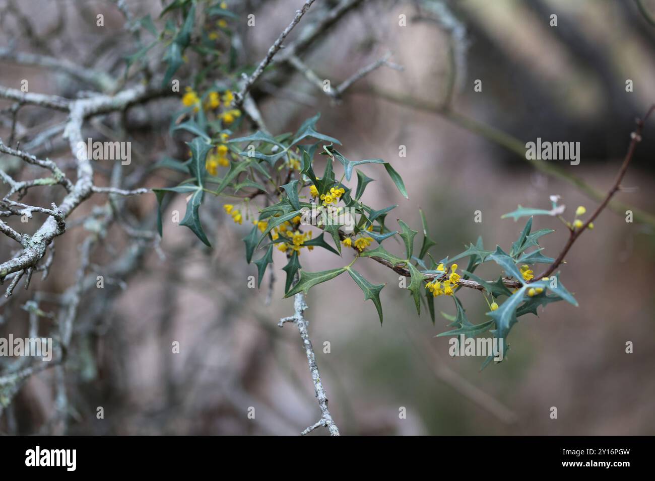 Agarita (Berberis trifoliolata) Plantae Stock Photo - Alamy