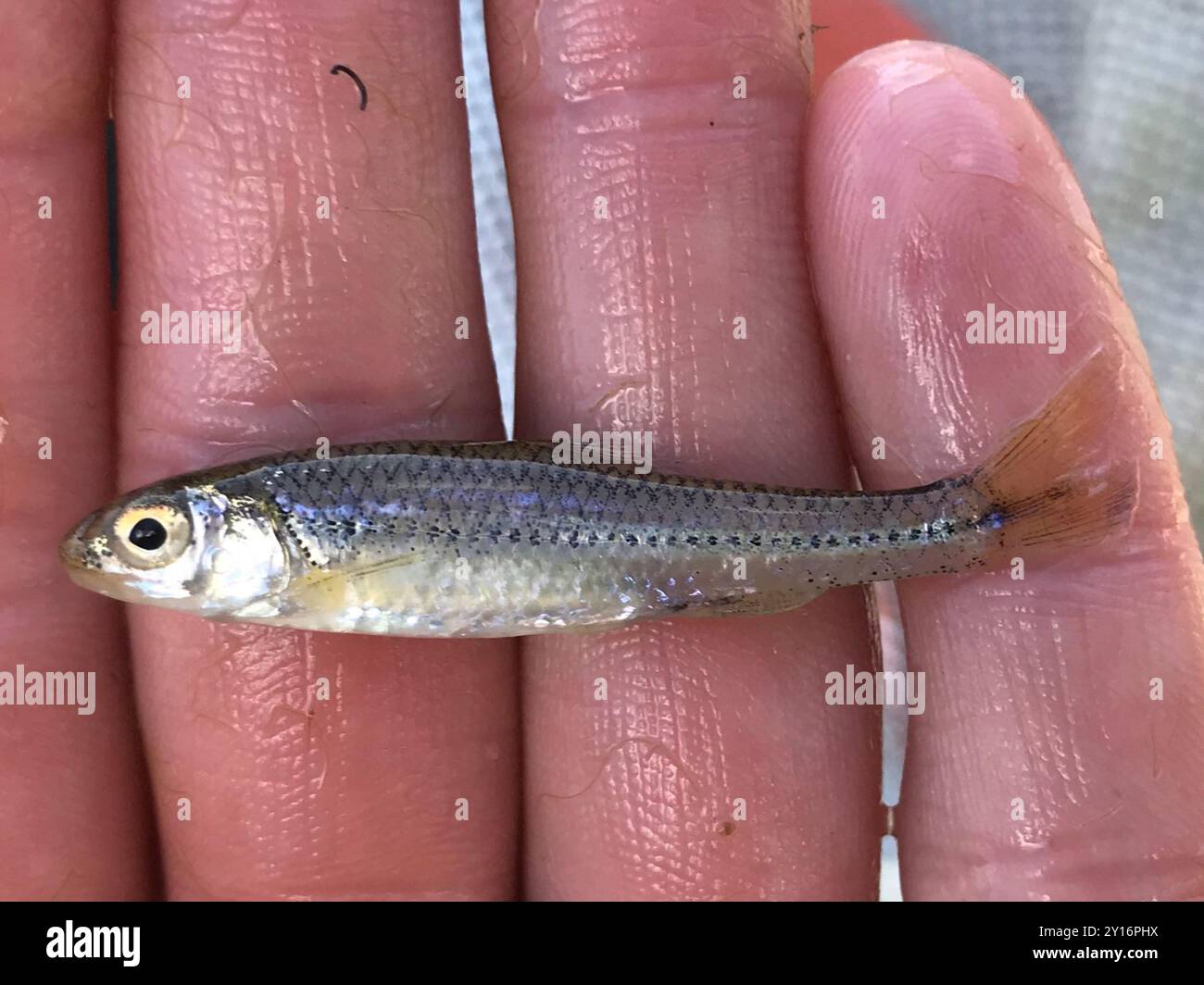 Sand Shiner (Miniellus stramineus) Actinopterygii Stock Photo - Alamy