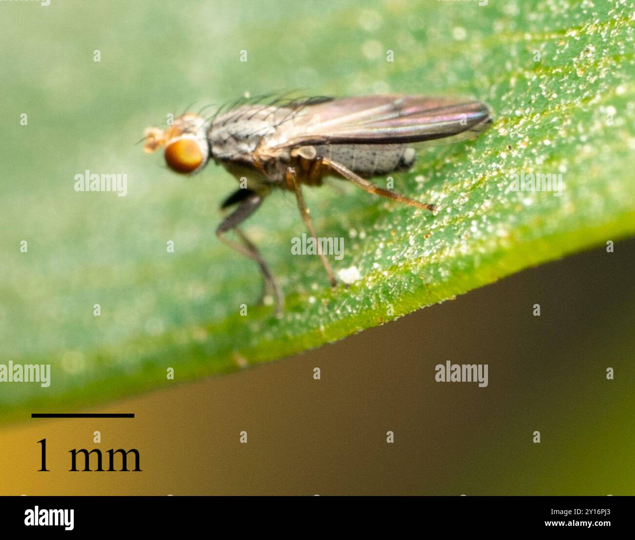 (Trixoscelis signifera) Insecta Stock Photo - Alamy