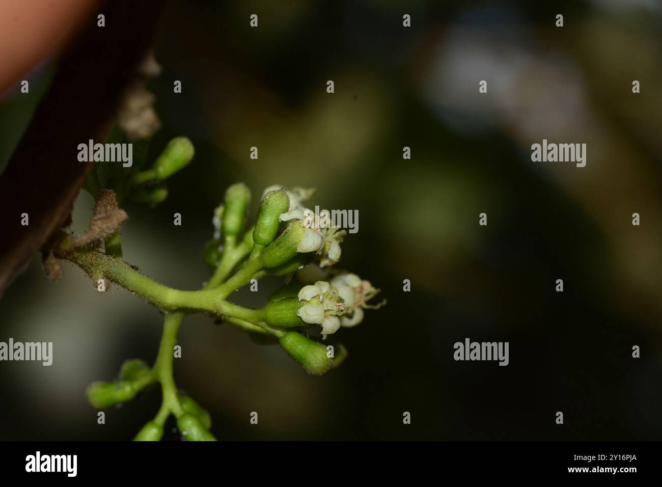 Clammy Cherry (Cordia dichotoma) Plantae Stock Photo - Alamy