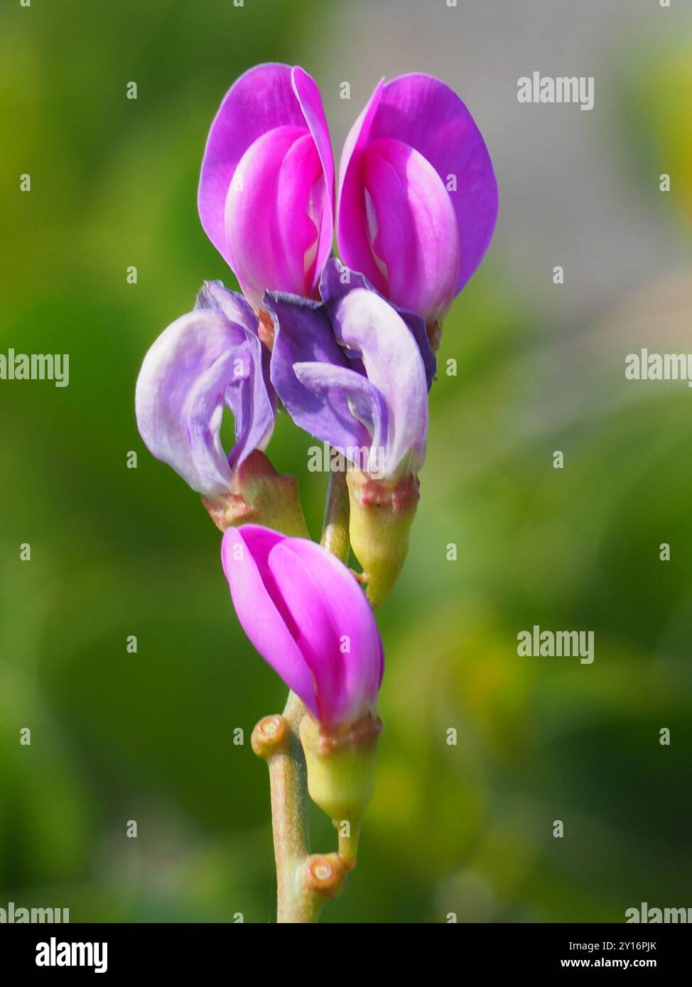 (Canavalia lineata) Plantae Stock Photo - Alamy