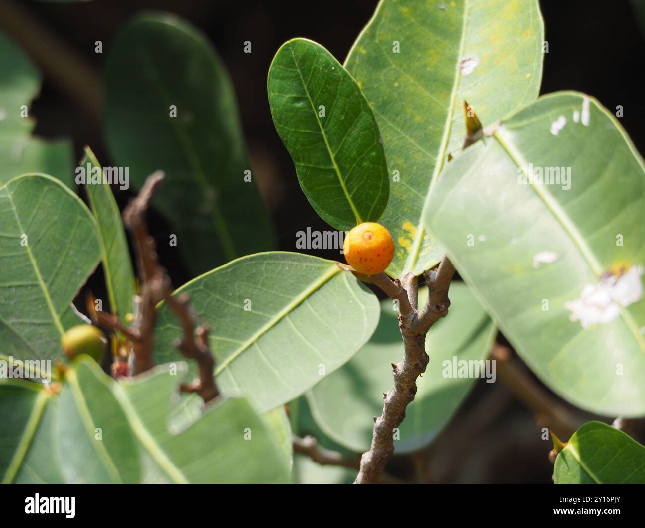 Dye fig (Ficus tinctoria) Plantae Stock Photo - Alamy