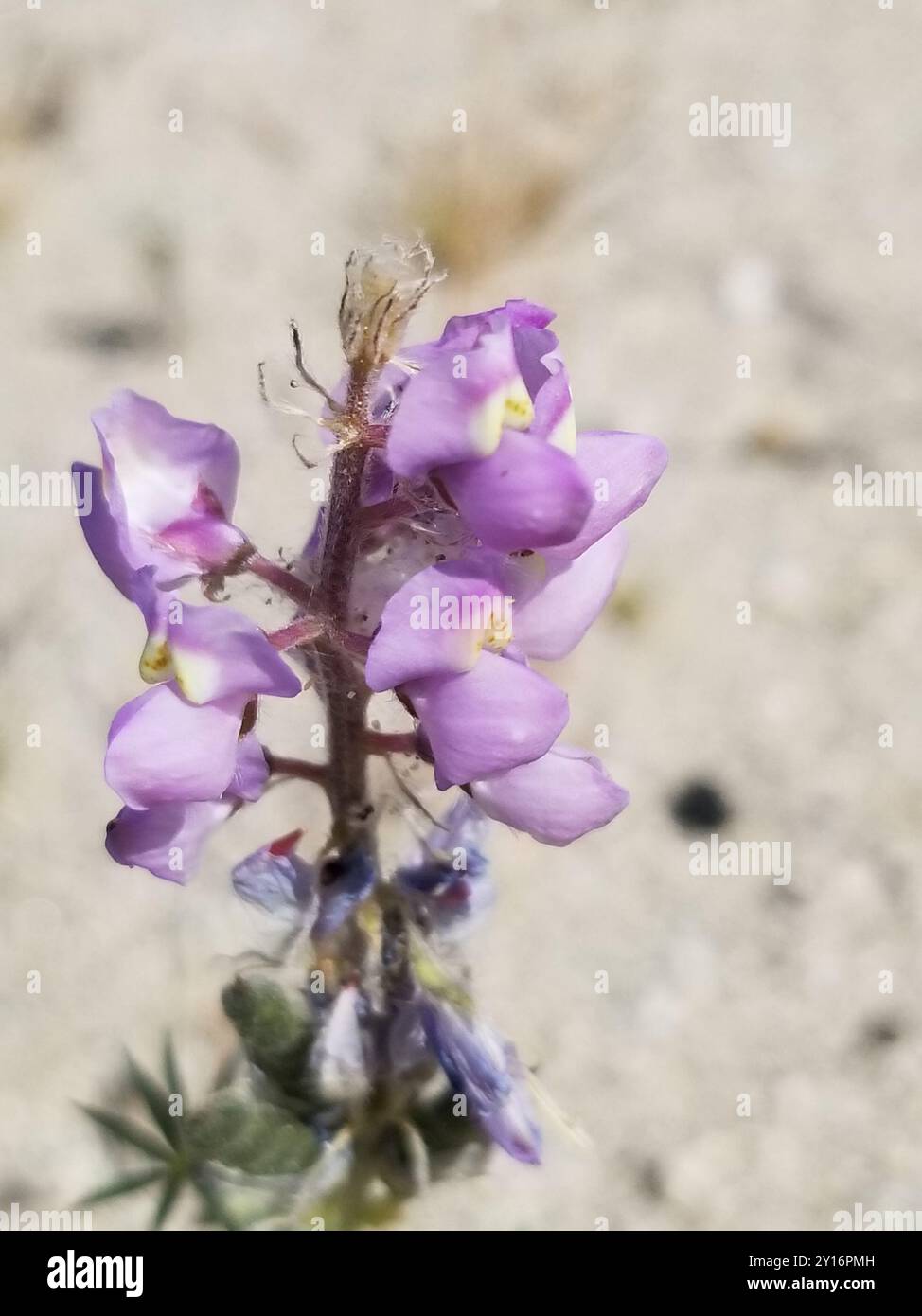 Arizona lupine (Lupinus arizonicus) Plantae Stock Photo - Alamy