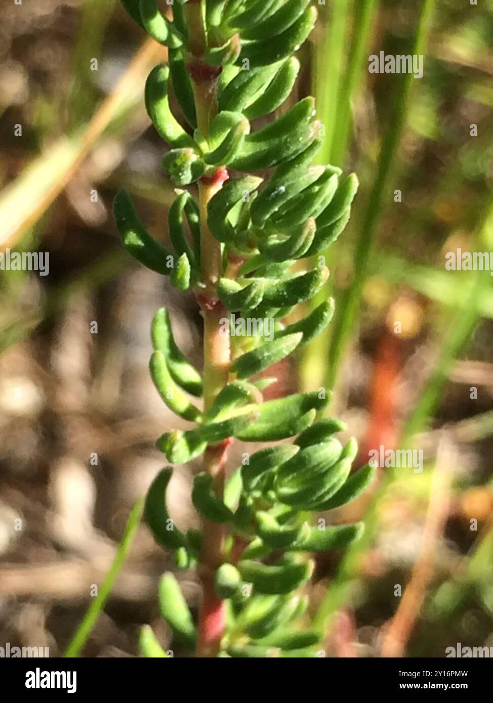 plants (Plantae) Plantae Stock Photo - Alamy