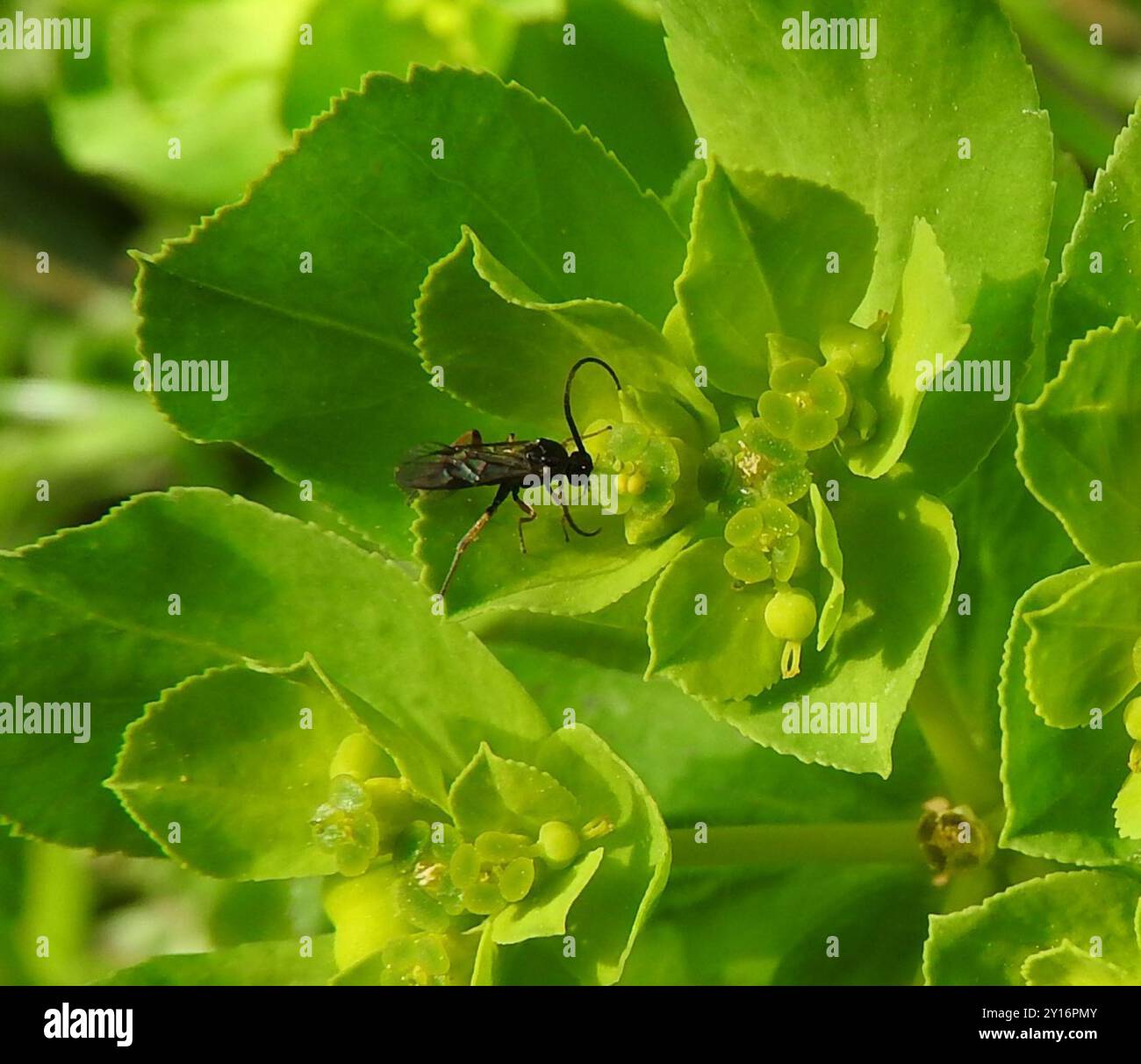Ants, Bees, Wasps, and Sawflies (Hymenoptera) Insecta Stock Photo - Alamy