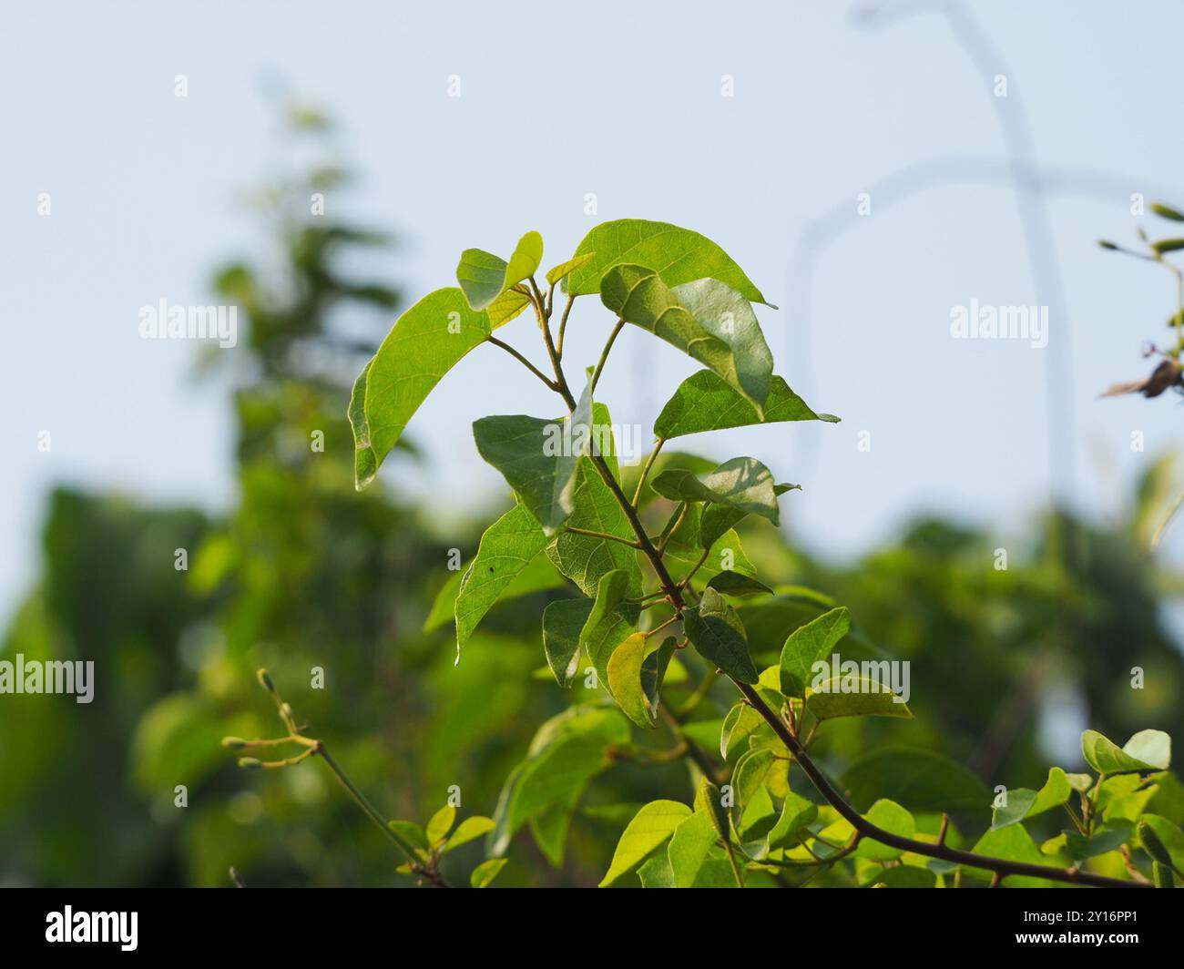 Native Bougainvillea (Pisonia aculeata) Plantae Stock Photo - Alamy