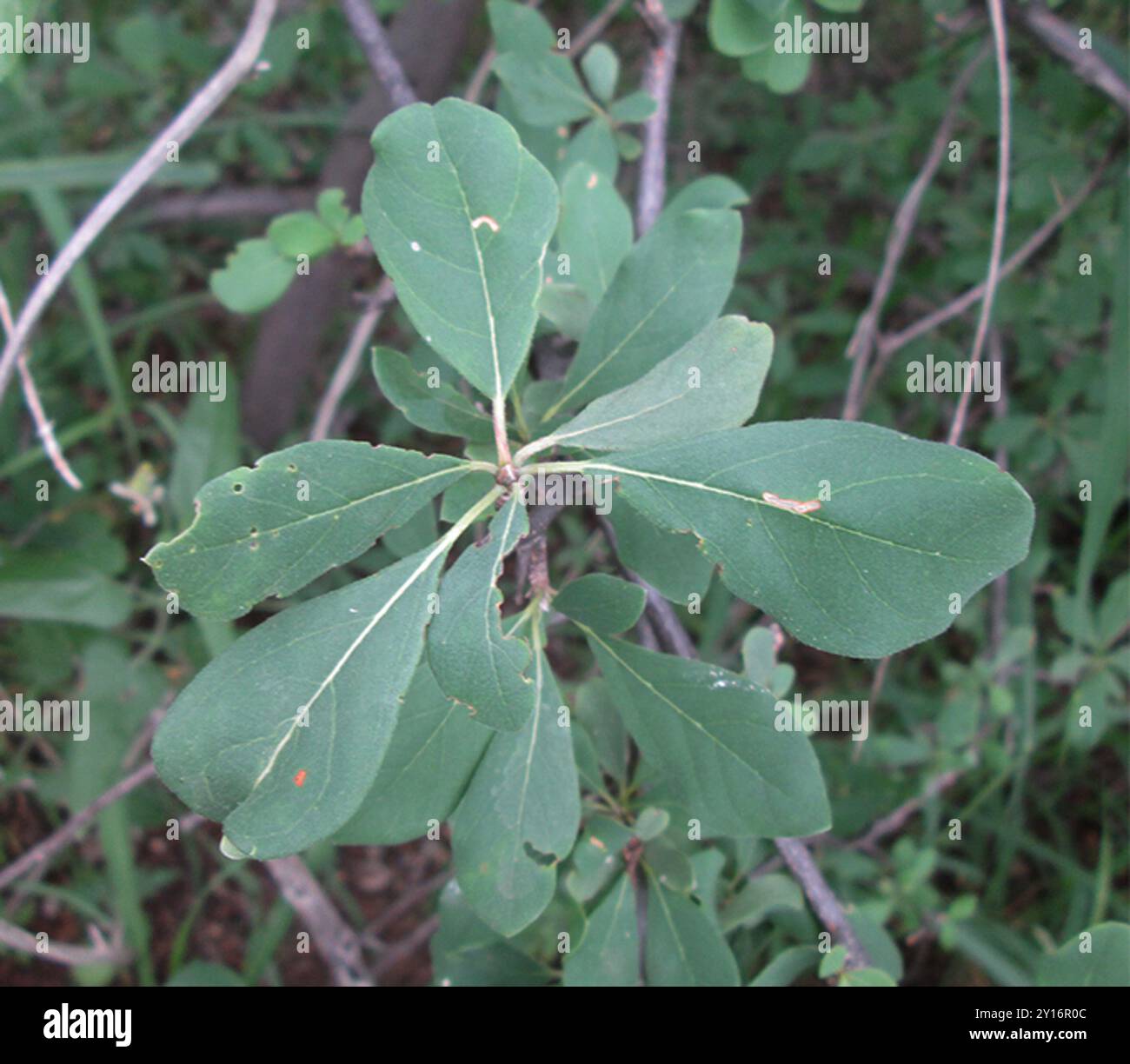 Purplepod clusterleaf (Terminalia prunioides) Plantae Stock Photo - Alamy