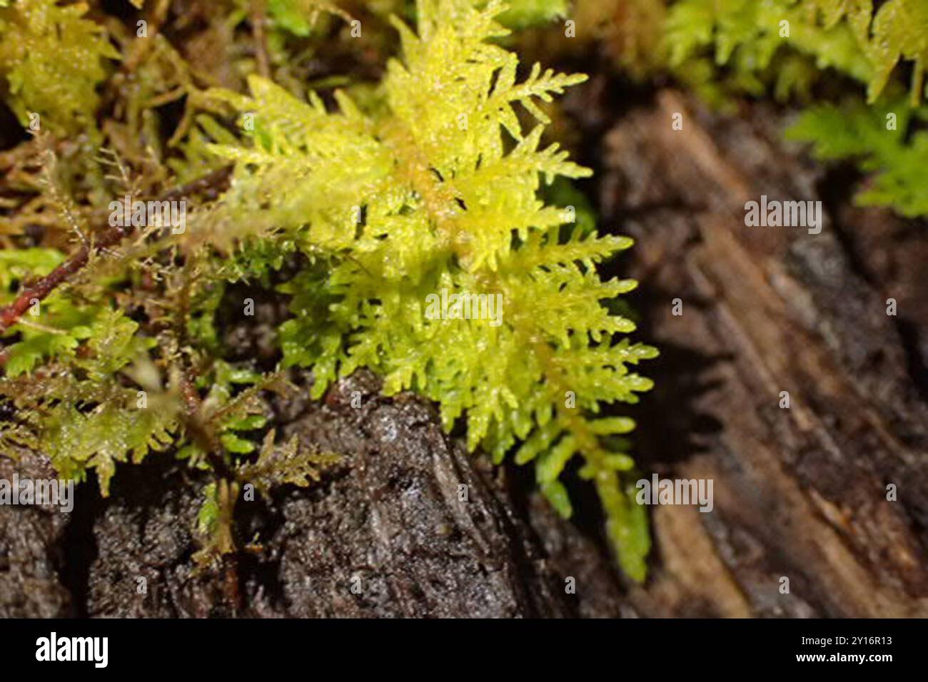delicate fern moss (Thuidium delicatulum) Plantae Stock Photo - Alamy
