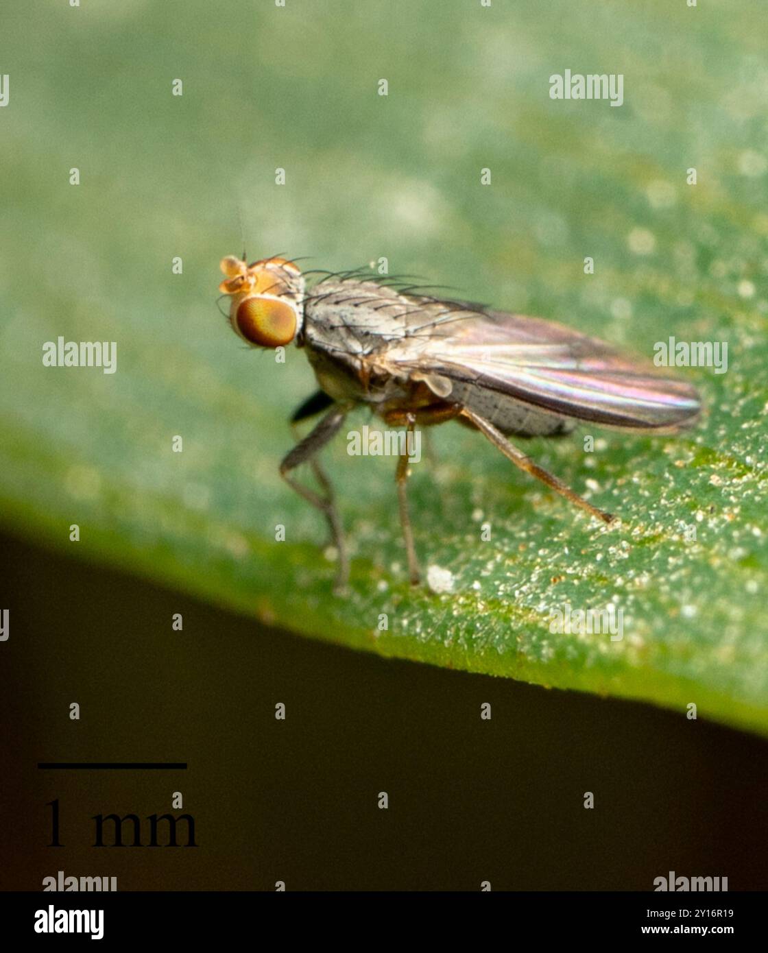 (Trixoscelis signifera) Insecta Stock Photo - Alamy