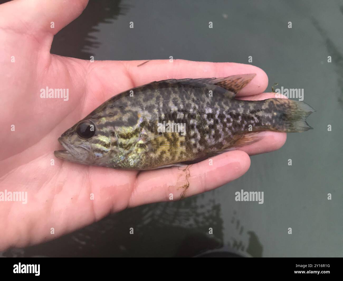 Warmouth (Lepomis gulosus) Actinopterygii Stock Photo - Alamy