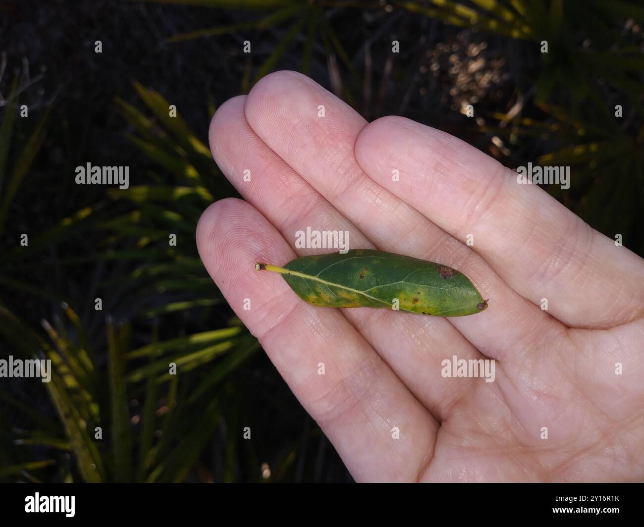 Florida scrub oak (Quercus inopina) Plantae Stock Photo - Alamy