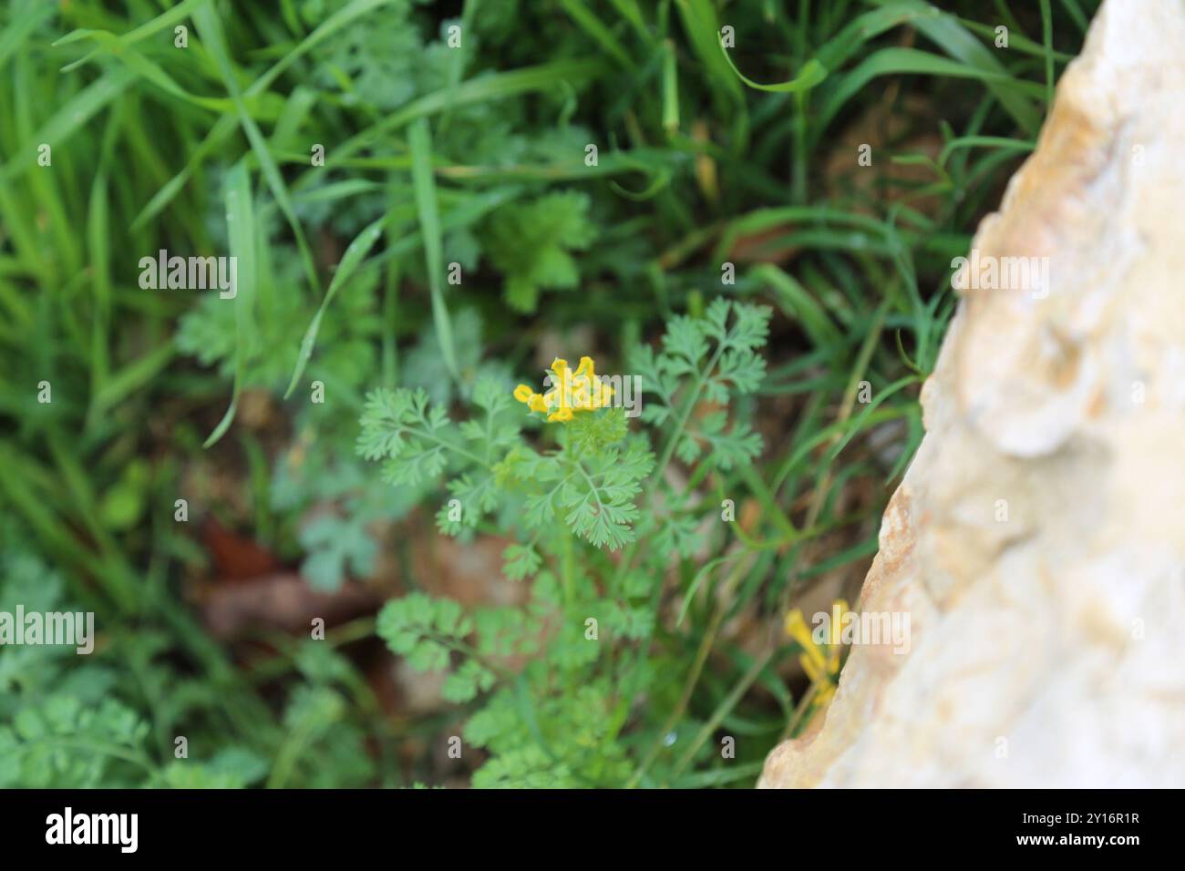 golden corydalis (Corydalis aurea) Plantae Stock Photo - Alamy