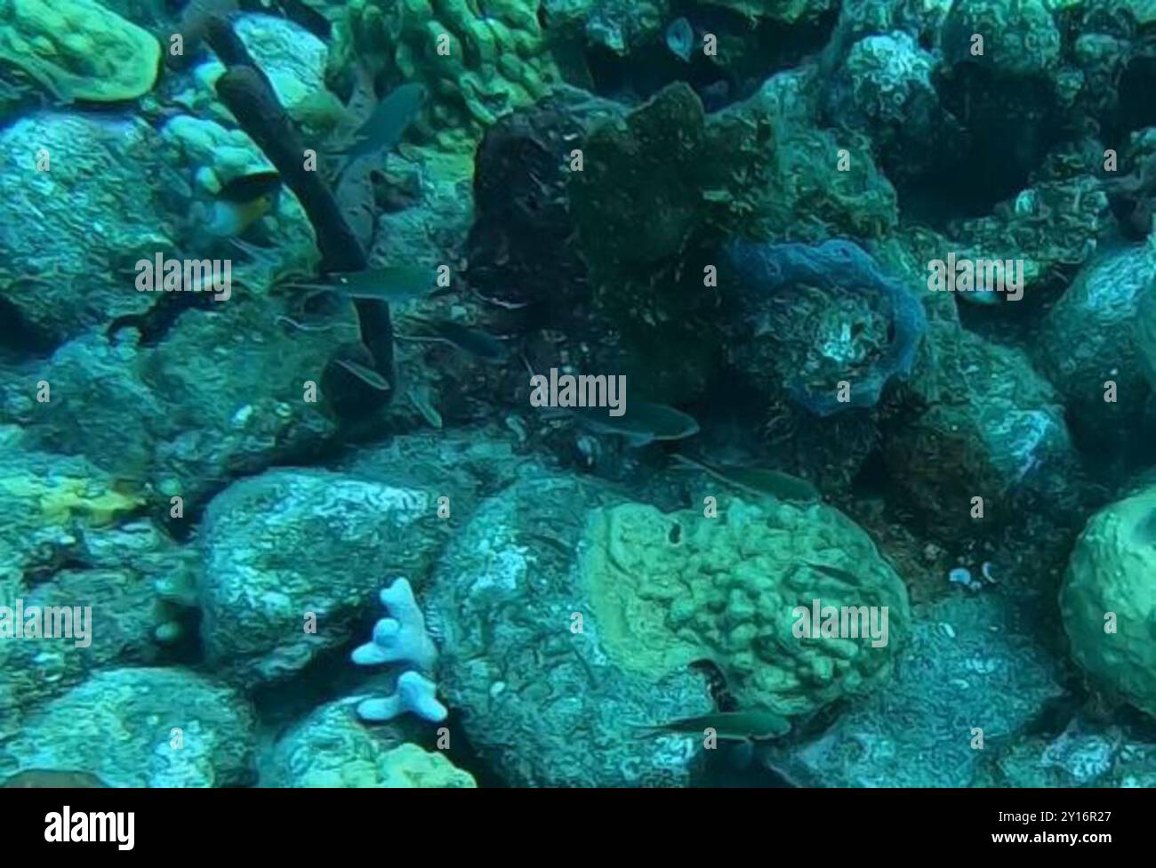 Brown Chromis (Azurina multilineata) Actinopterygii Stock Photo - Alamy
