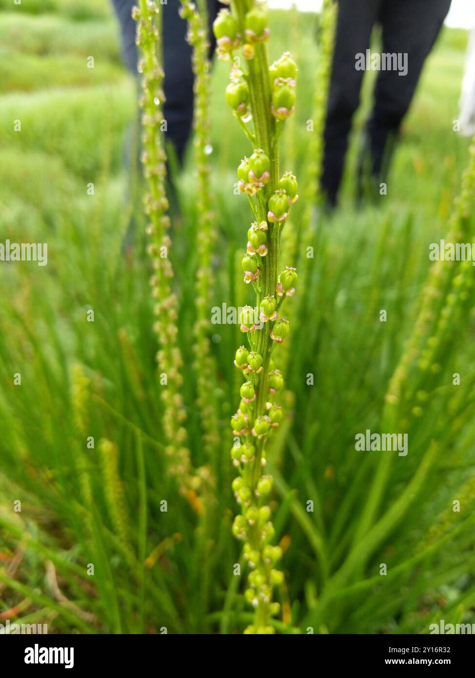 common arrowgrass (Triglochin maritima) Plantae Stock Photo - Alamy