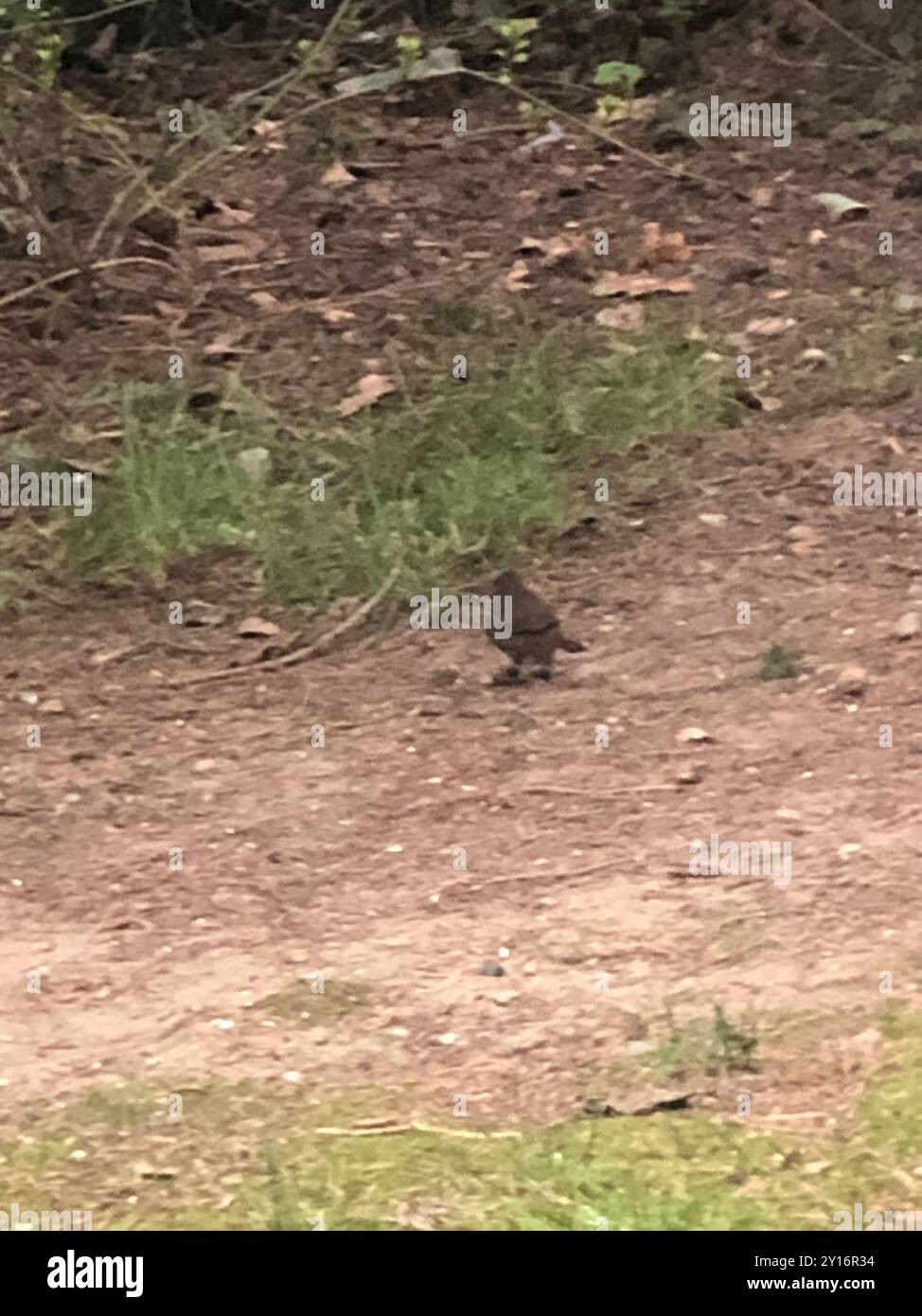New World Sparrows (Passerellidae) Aves Stock Photo - Alamy