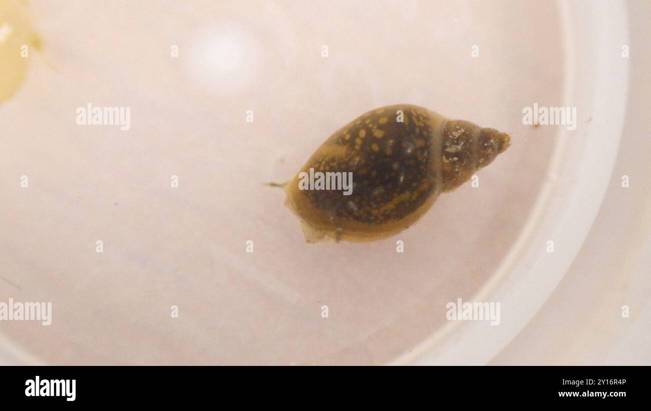 Bladder Snails (Physidae) Mollusca Stock Photo - Alamy