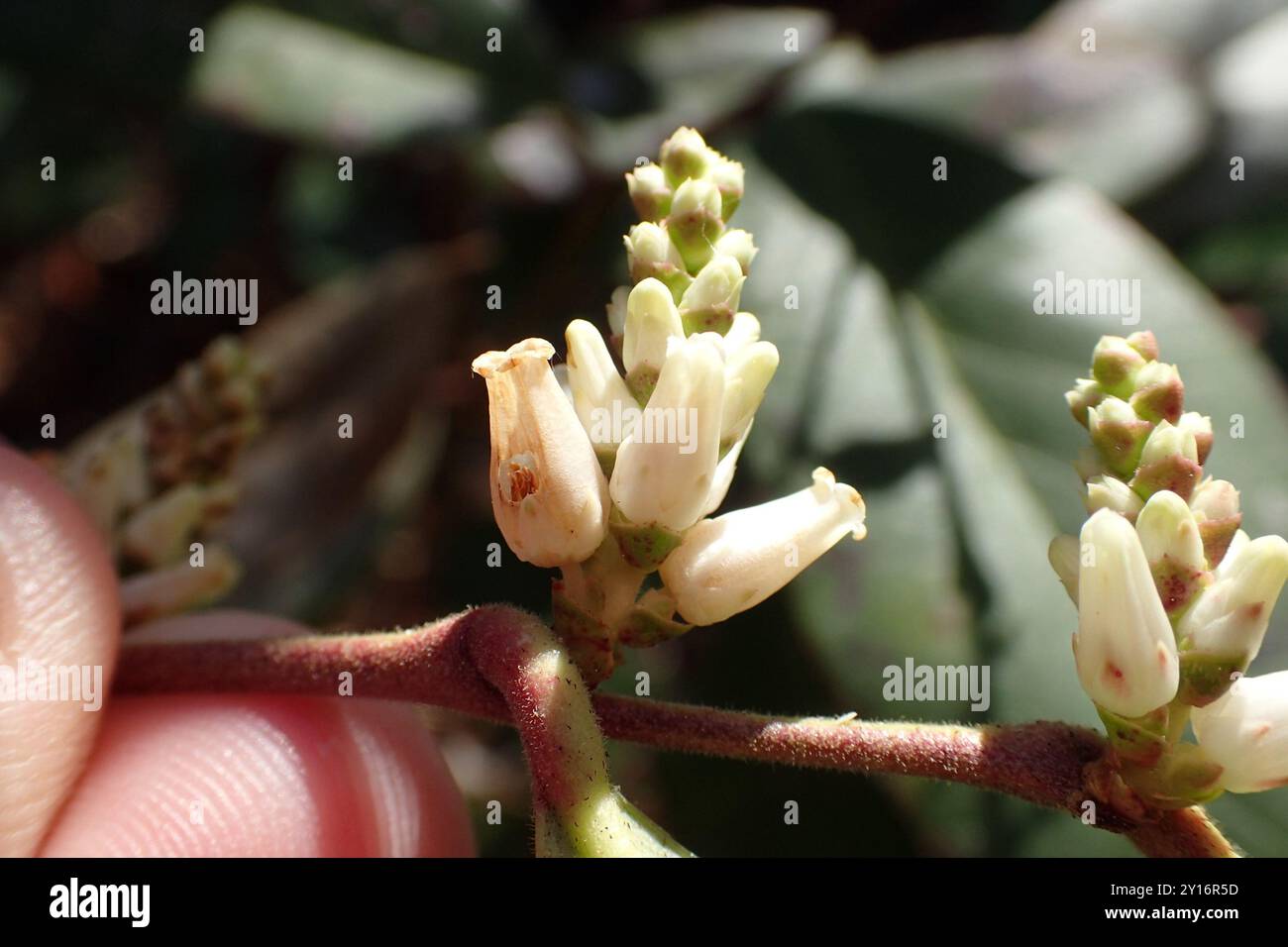 Swamp Dog-laurel (Leucothoe axillaris) Plantae Stock Photo - Alamy