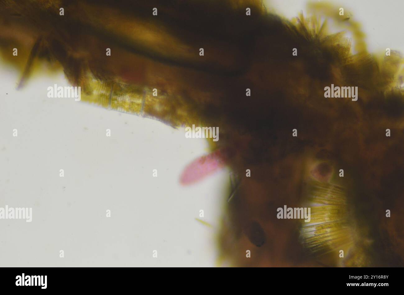 red algae (Rhodophyta) Plantae Stock Photo - Alamy