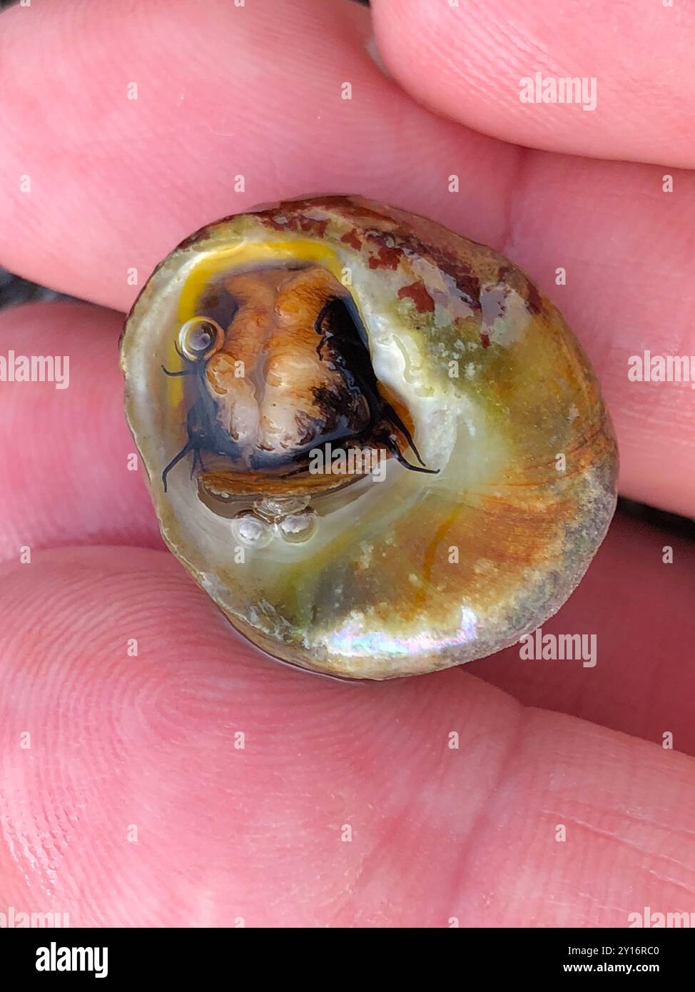 Brown Tegula (Tegula brunnea) Mollusca Stock Photo - Alamy
