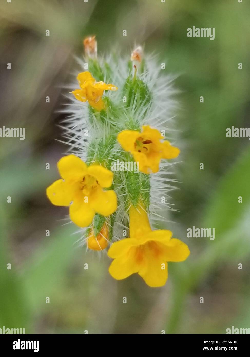 Common Fiddleneck (Amsinckia menziesii) Plantae Stock Photo - Alamy