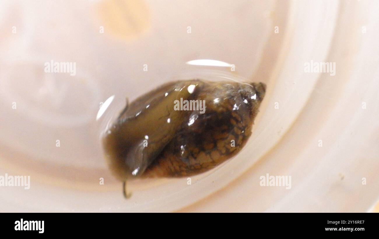 Bladder Snails (Physidae) Mollusca Stock Photo - Alamy