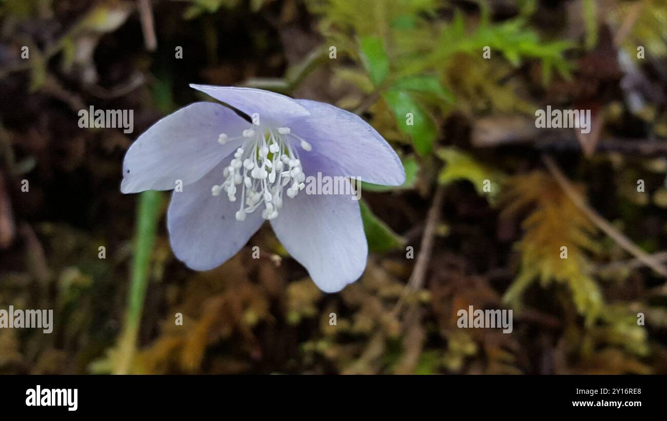 Oregon anemone (Anemonoides oregana) Plantae Stock Photo - Alamy
