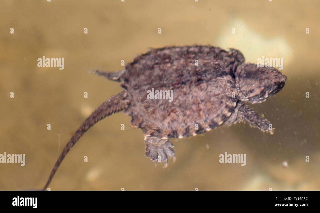 Common Snapping Turtle (Chelydra serpentina) Reptilia Stock Photo - Alamy