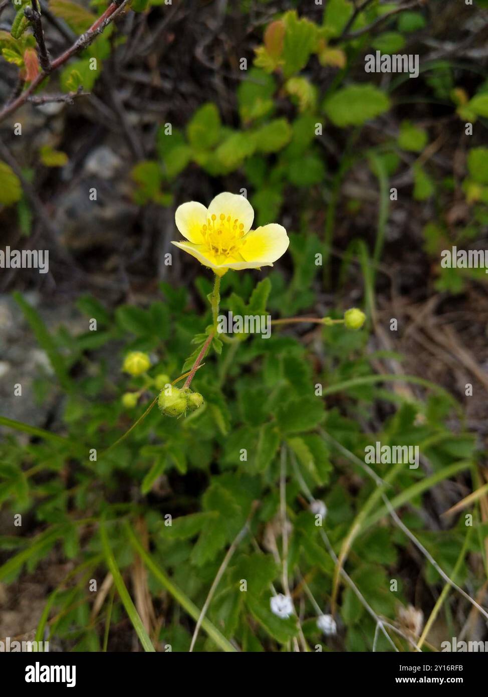sticky cinquefoil (Drymocallis glandulosa) Plantae Stock Photo - Alamy