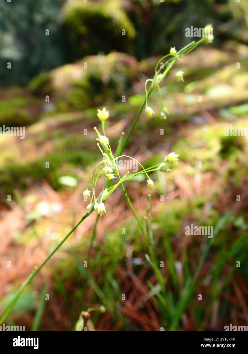hairy woodrush (Luzula acuminata) Plantae Stock Photo - Alamy