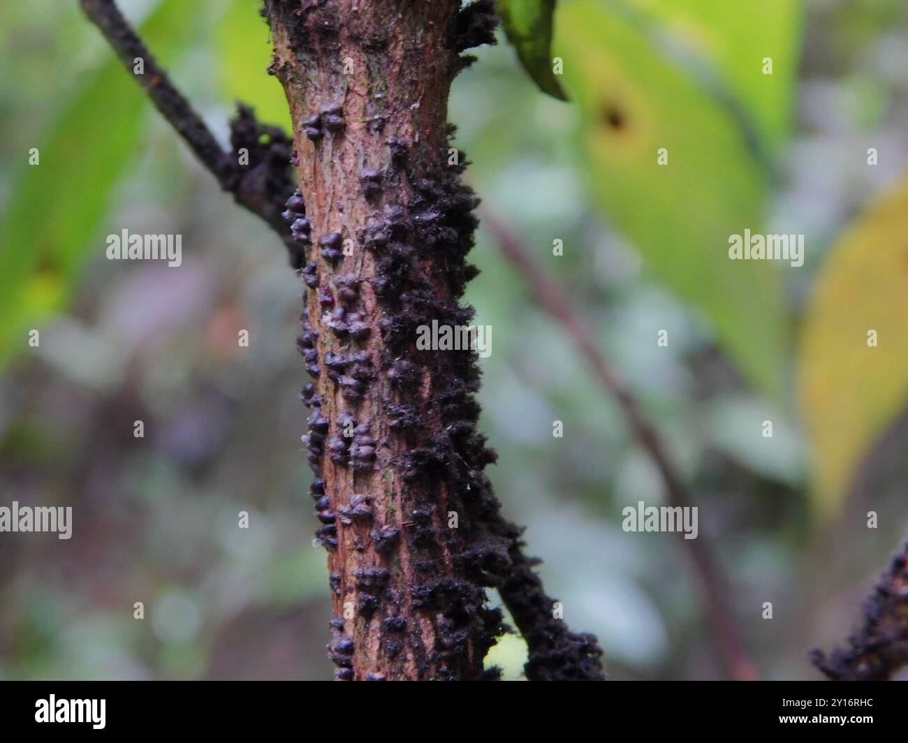 Lobate Lac Scale (Paratachardina pseudolobata) Insecta Stock Photo - Alamy