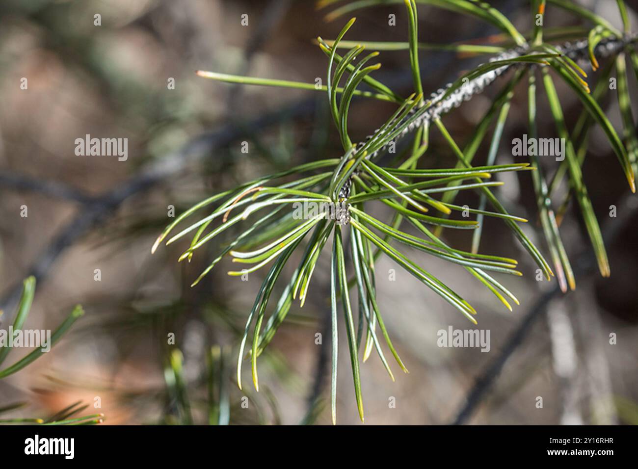 Mexican pinyon (Pinus cembroides) Plantae Stock Photo - Alamy