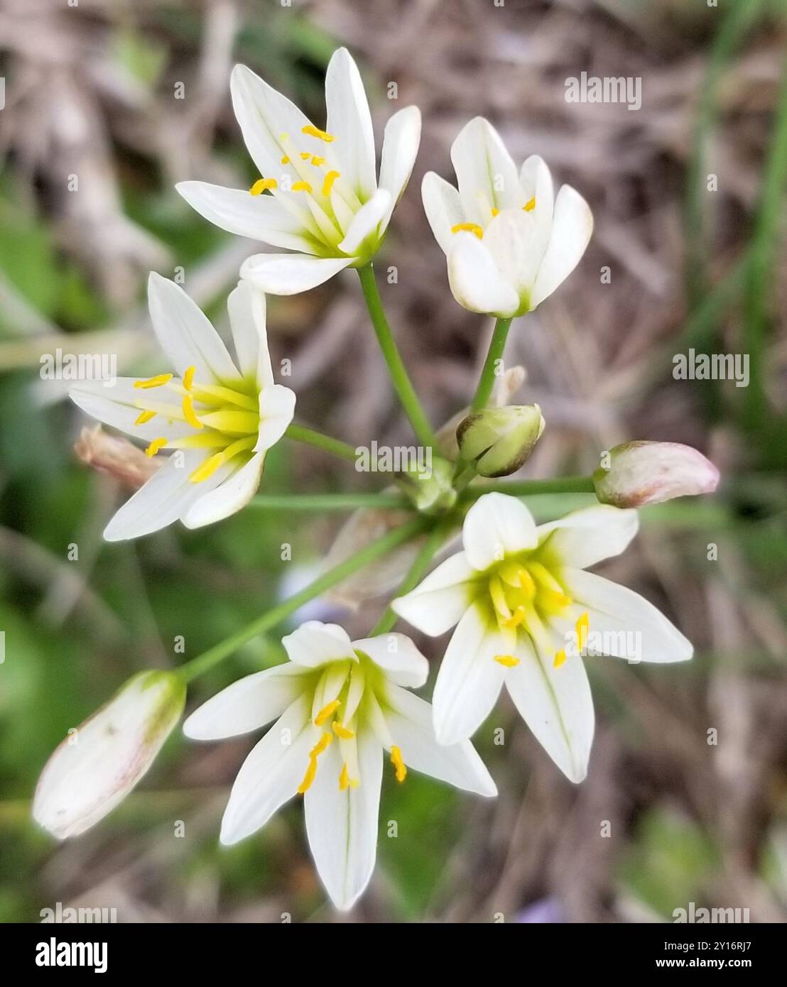 crowpoison (Nothoscordum bivalve) Plantae Stock Photo - Alamy