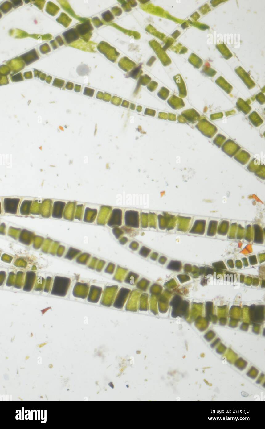 (Urospora wormskioldii) Plantae Stock Photo - Alamy