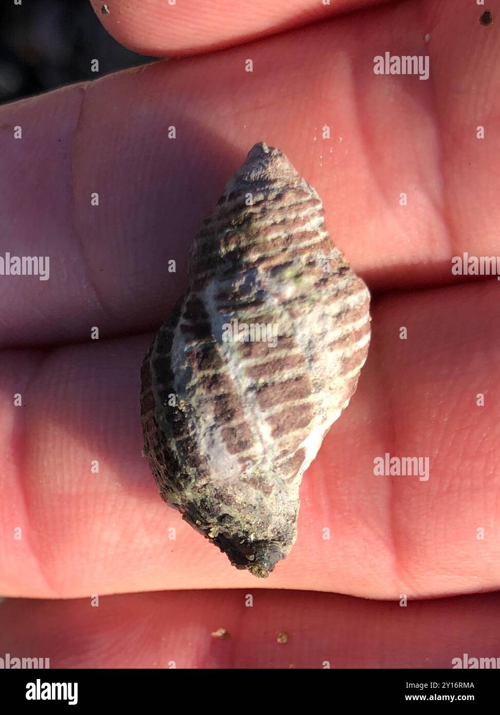 Angular Unicorn (Acanthinucella spirata) Mollusca Stock Photo - Alamy