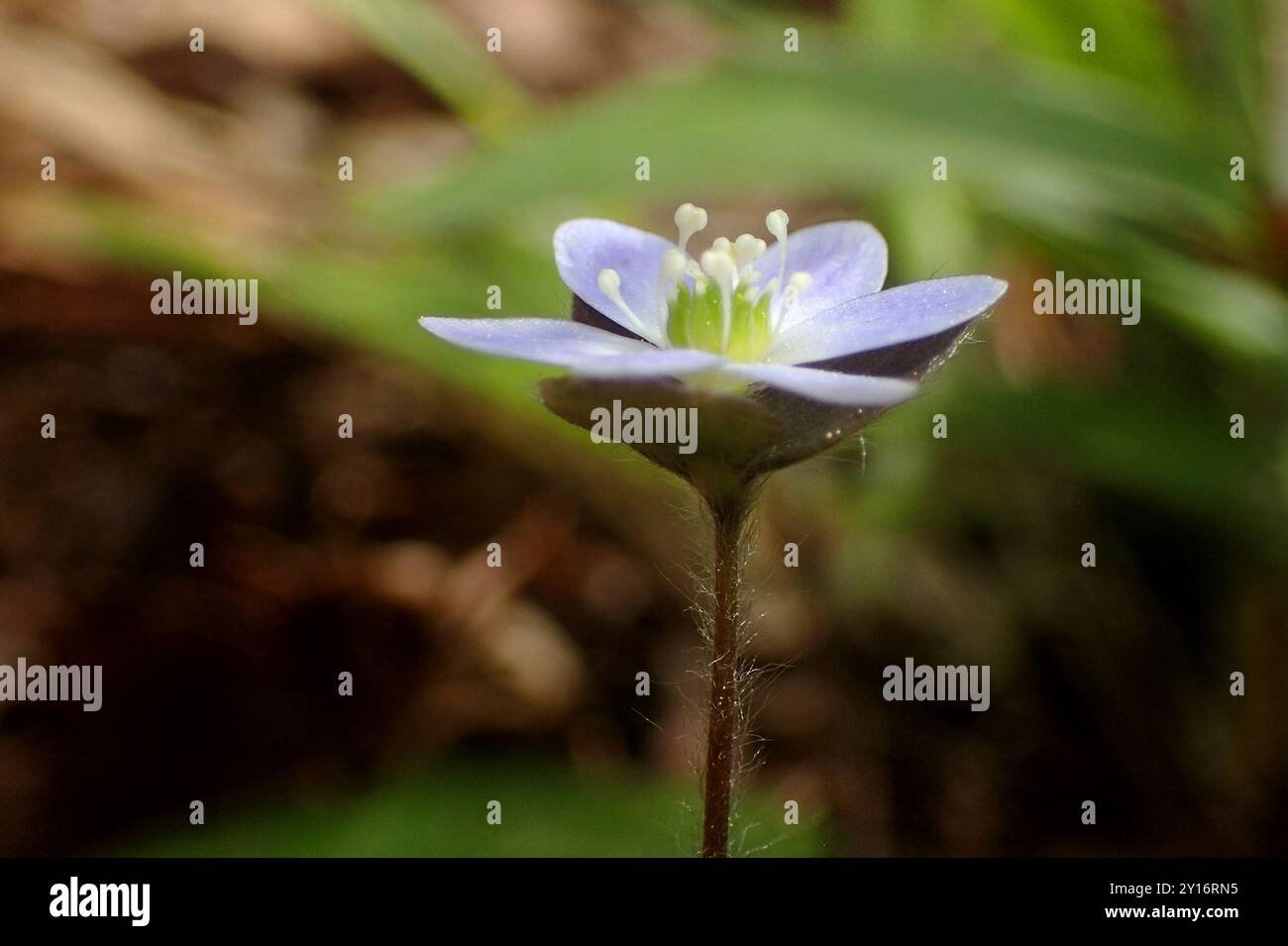 round-lobed hepatica (Hepatica americana) Plantae Stock Photo - Alamy