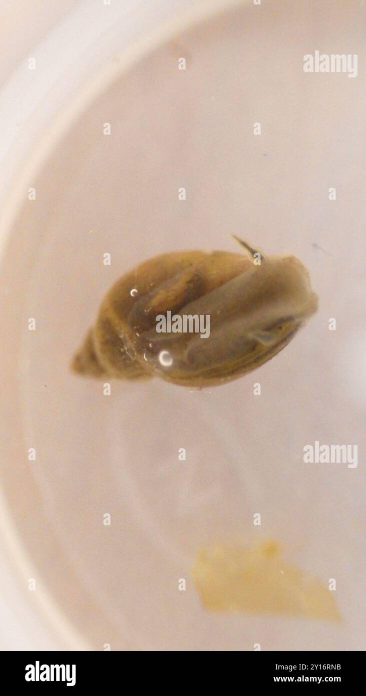 Bladder Snails (Physidae) Mollusca Stock Photo - Alamy