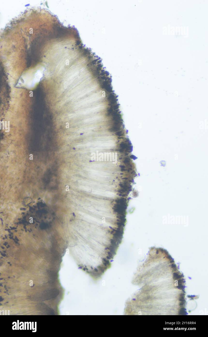 Lopadium hi-res stock photography and images - Alamy