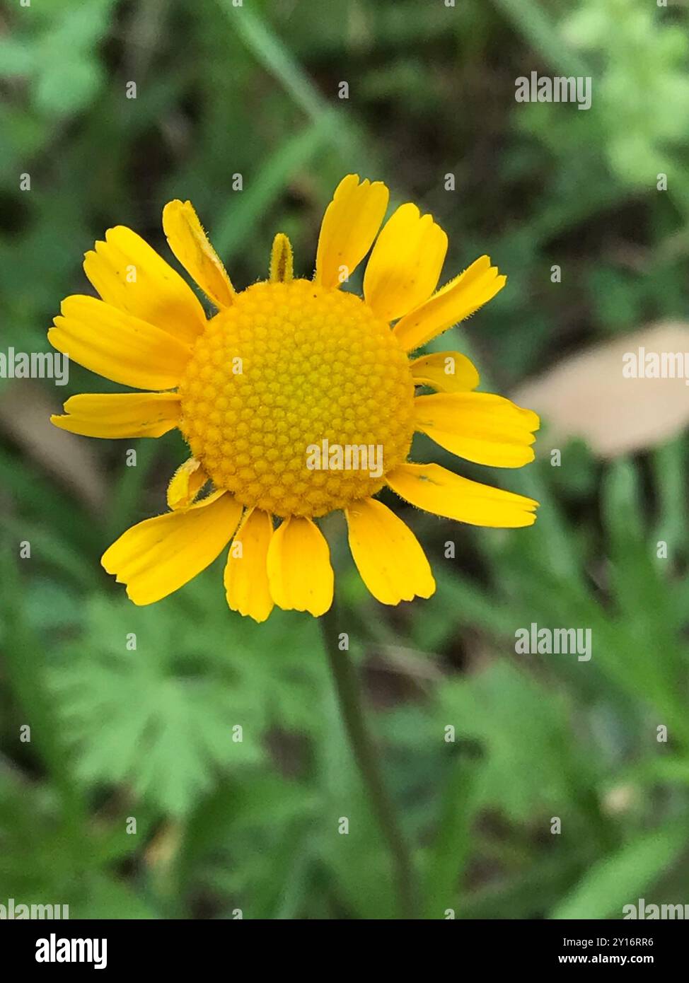 Stemmy Four-nerved Daisy (Tetraneuris scaposa) Plantae Stock Photo - Alamy